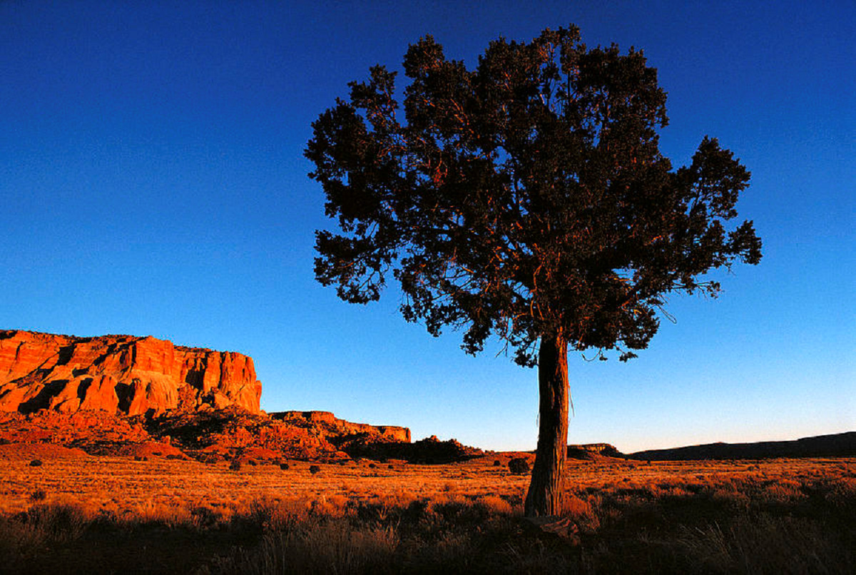 Why the Pine Bark Beetle is Killing Trees in New Mexico & What To Do