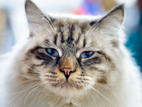 Cute Cat PFP Ideas: Adorable Profile Pictures for Cat Lovers