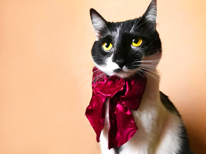 Cute Cat PFP Ideas: Adorable Profile Pictures for Cat Lovers