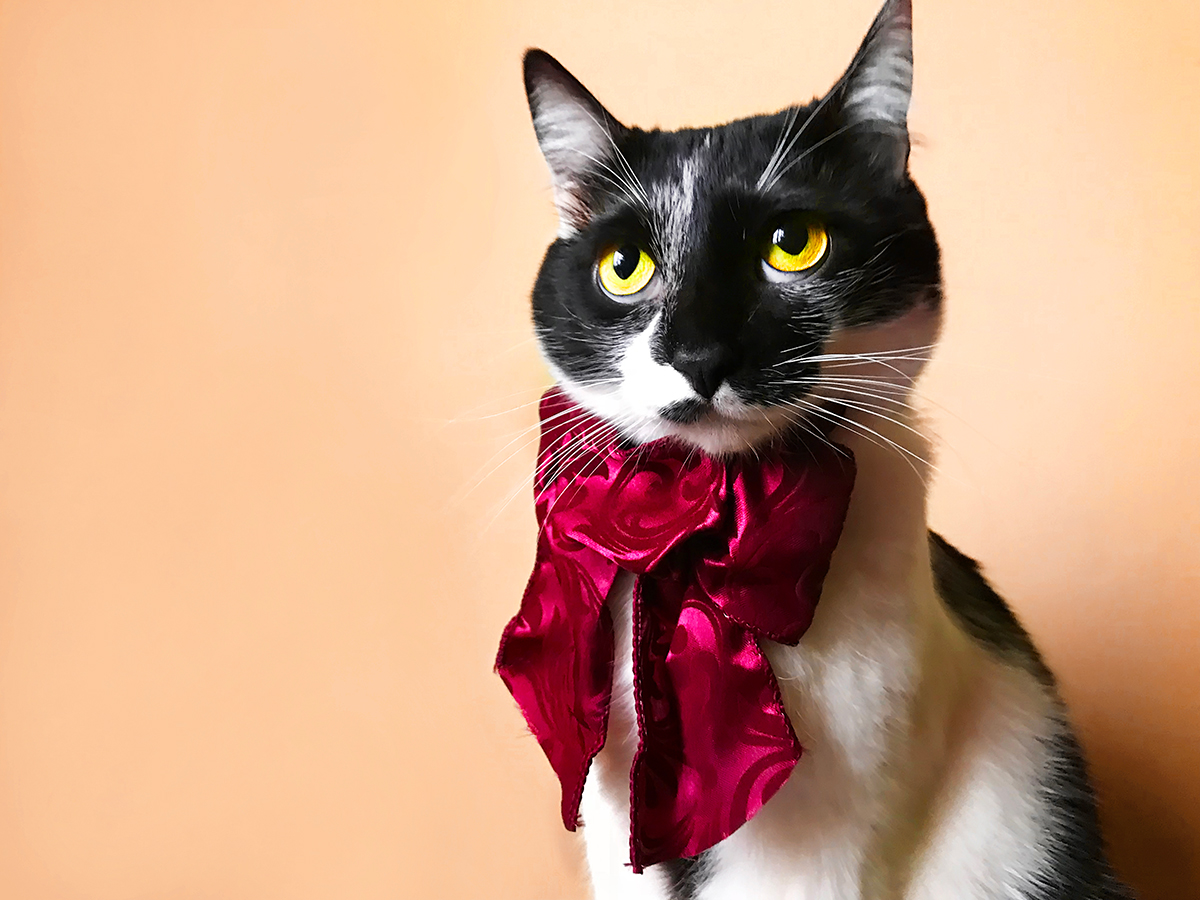 Cute Cat PFP Ideas: Adorable Profile Pictures for Cat Lovers